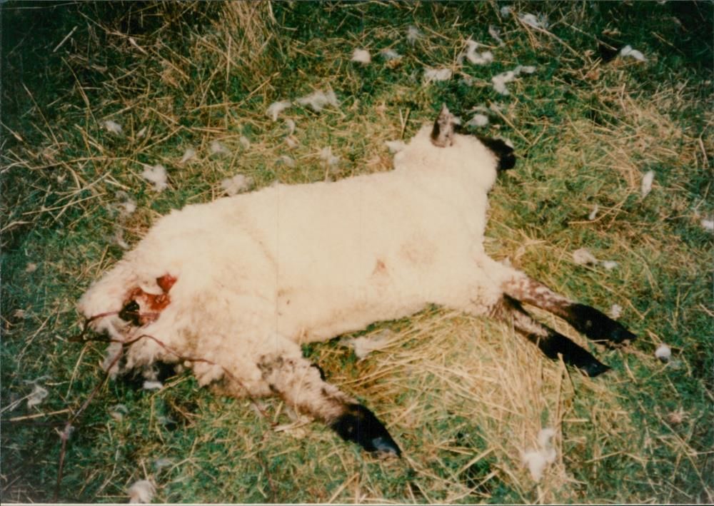 The unburied body of nine ships were found at meadow on a norfolk farm