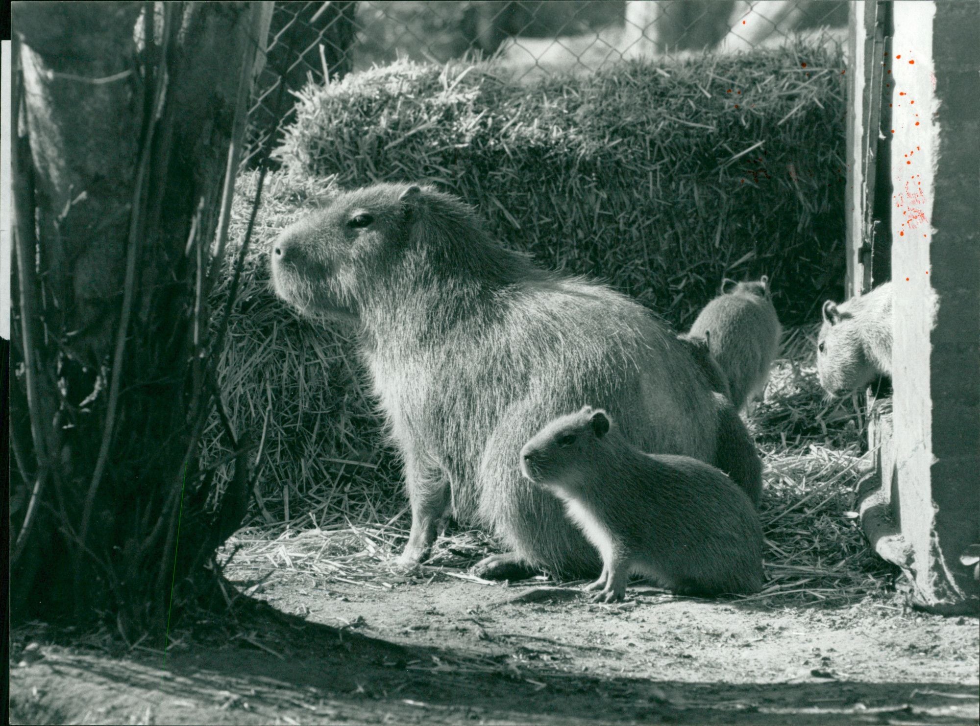 Animals : Capybara - Vintage Photograph