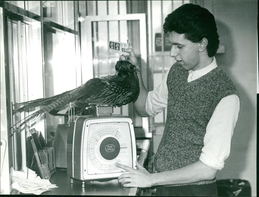 Post Office: pheasants worker john dallimore. - Vintage Photograph