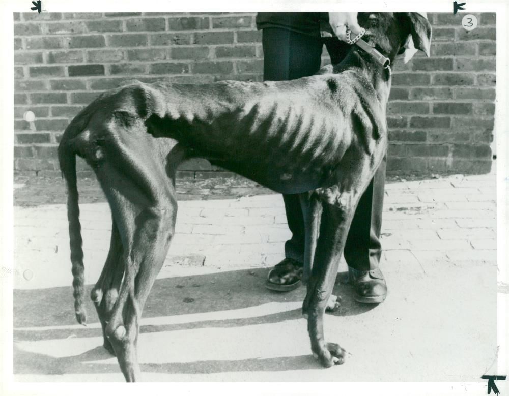 The walking skeleton of a Great Dane which was starving to death when
