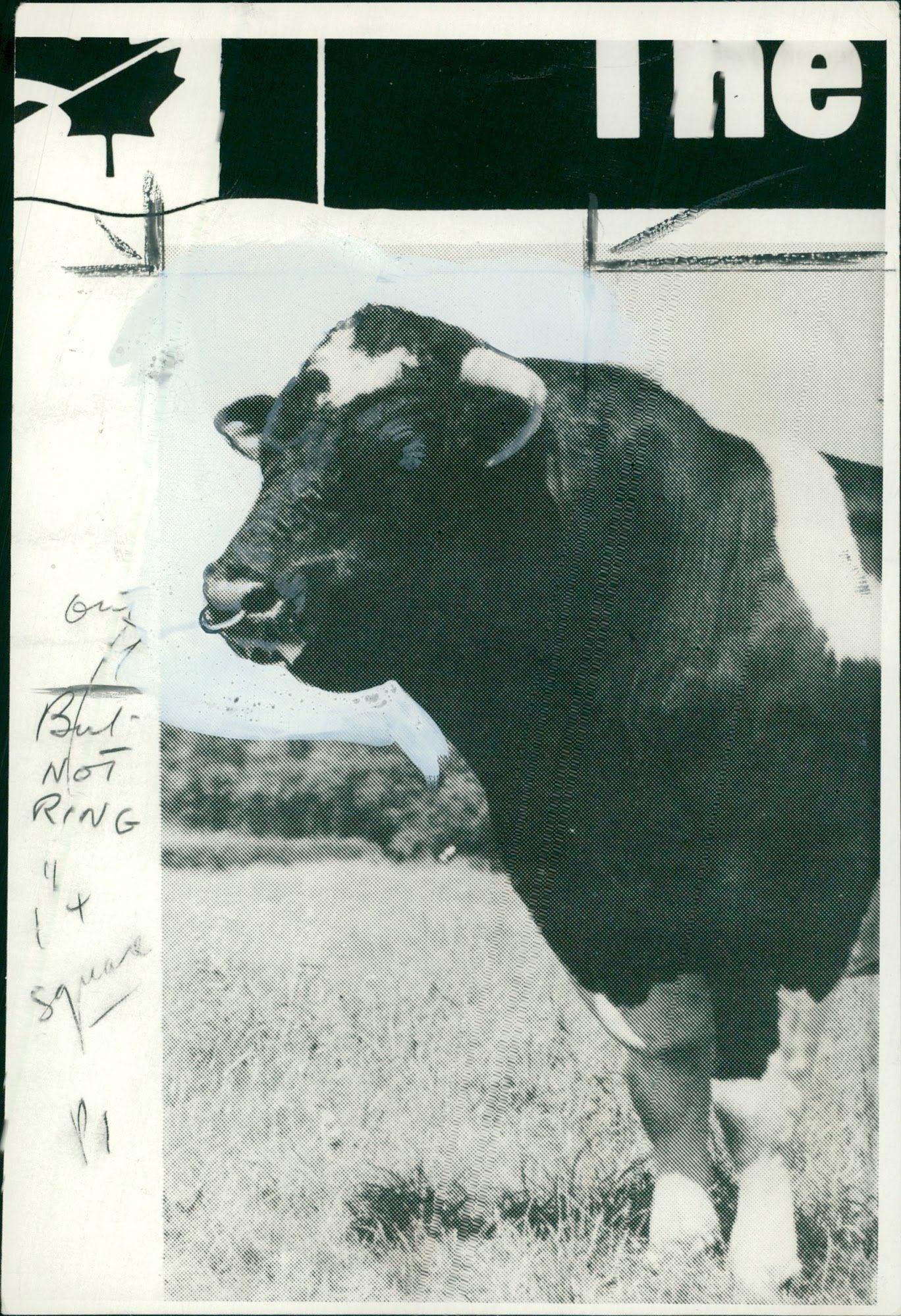 Animal, Cattle: Friesian bull "unpredictable". - Vintage Photograph