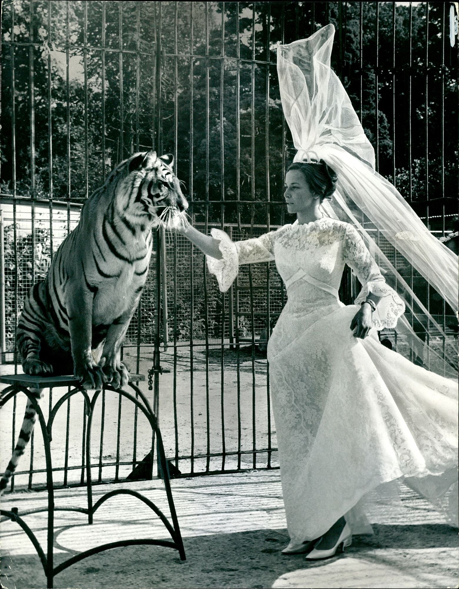 Miss Mary Chipperfield with Bengal tiger 'Suki' - Vintage Photograph