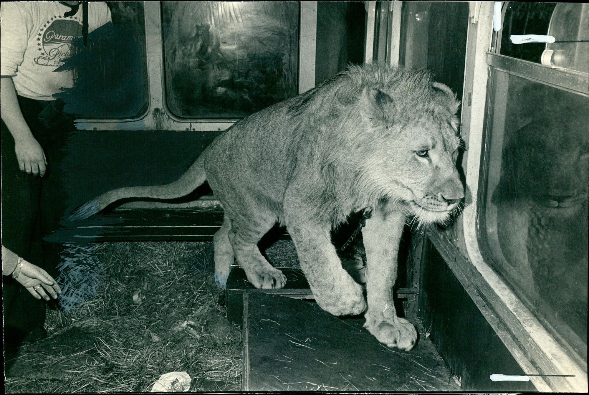Mrs. Poppy Hull: Shane, the Lion. - Vintage Photograph