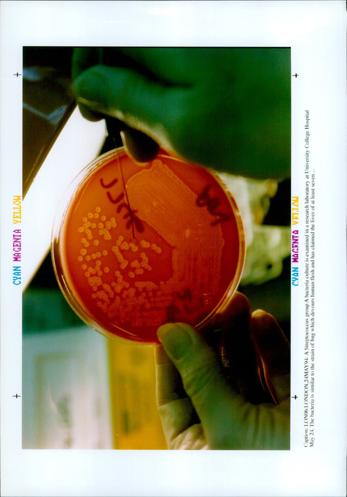 Scientists examine a Streptococcus group A bacteria culture in a resea
