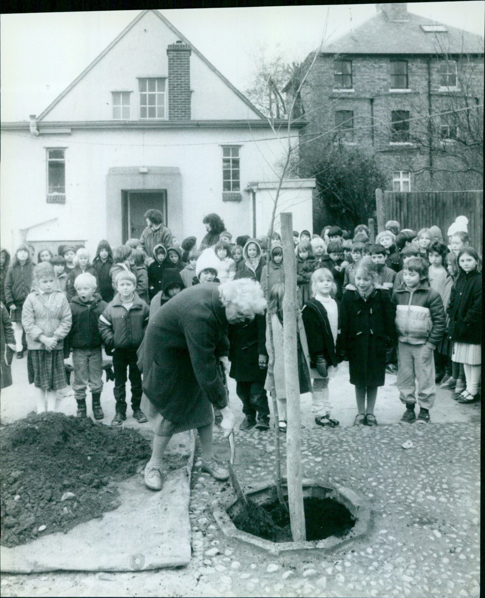 Mrs Bridget Thompson plants an elm tree in the school playground. - Vi