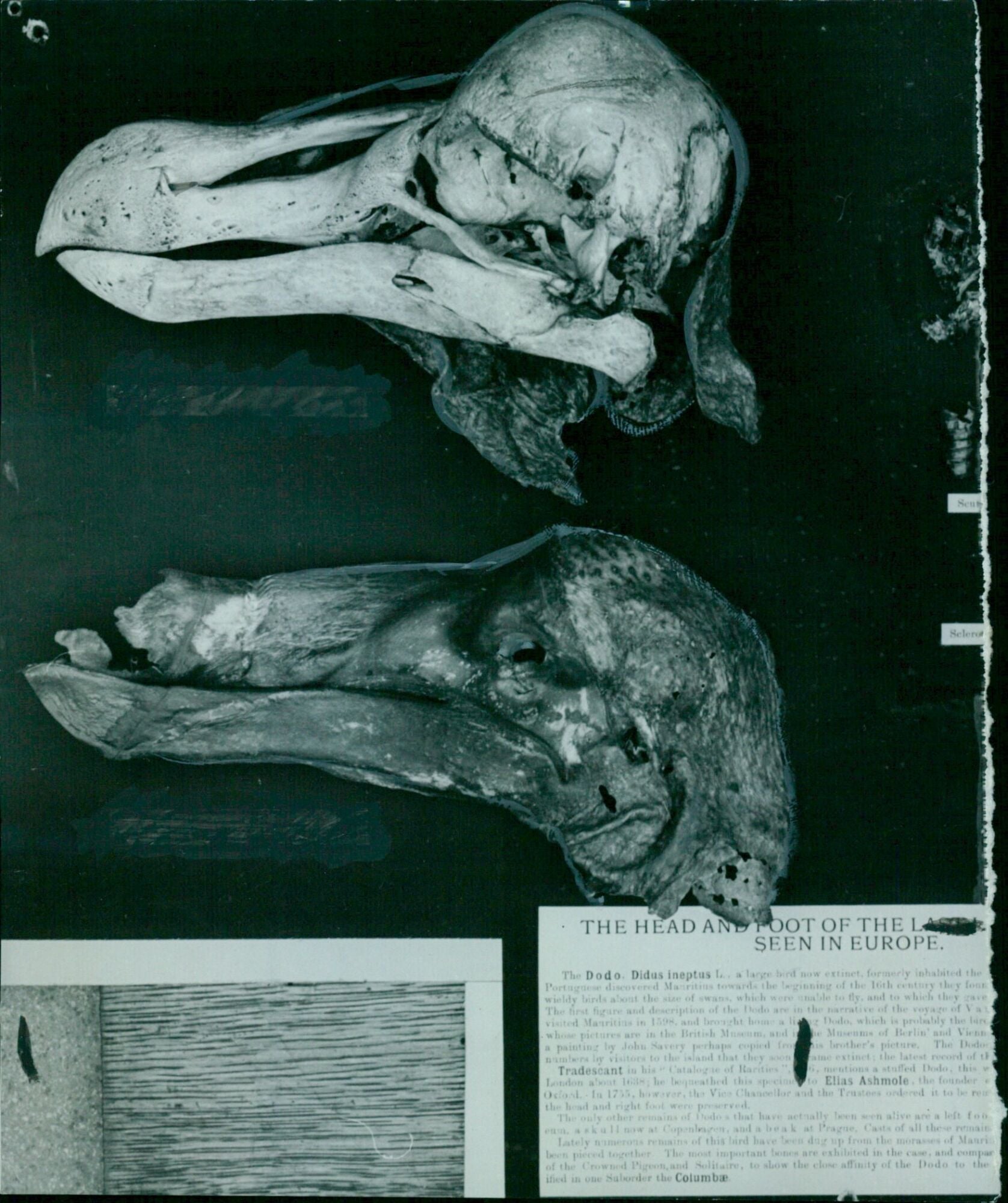The head and foot of the extinct Dodo bird on display at the British M