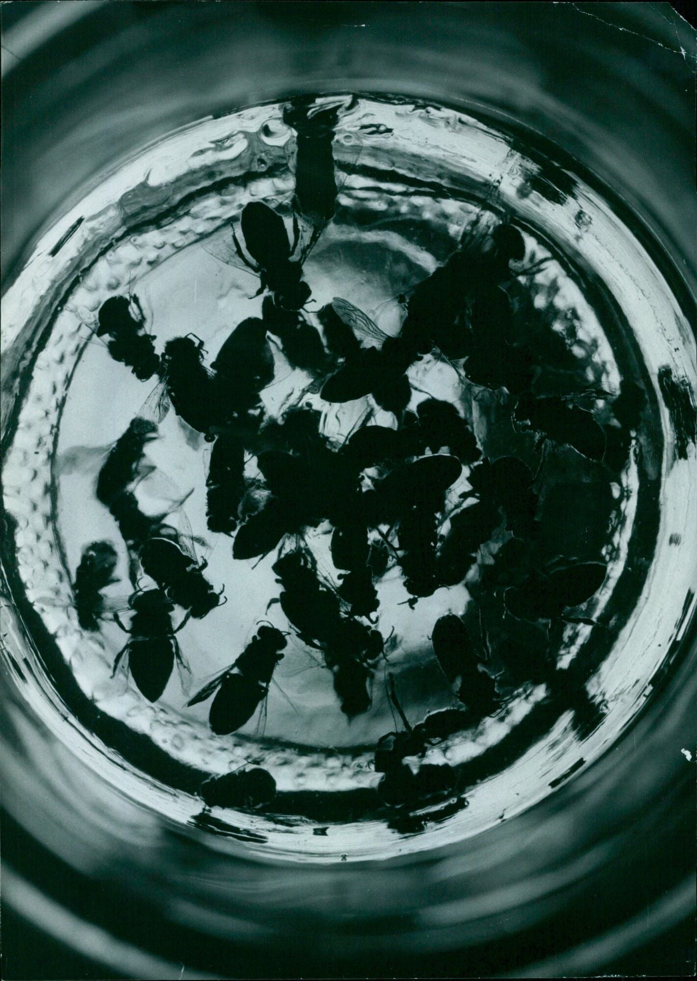 Oxford and Cambridge universities' rowing teams compete for the Osney