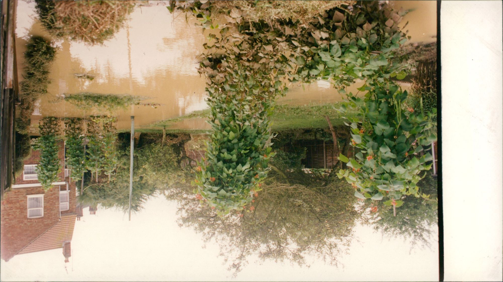 Brundall Floods. - Vintage Photograph